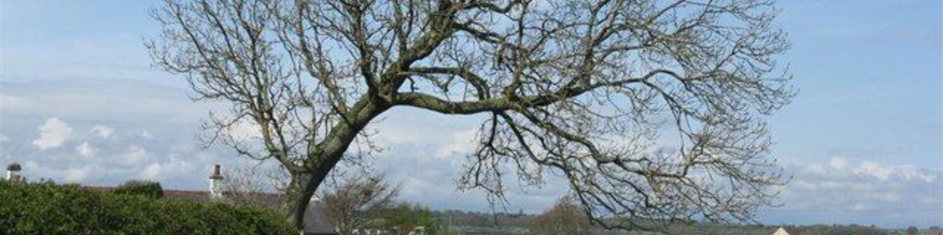 Leaning away from the wind A lovely ash tree whose shape has been influenced by the prevailing westerly winds that blow up the Solway, which is only a kilometre away