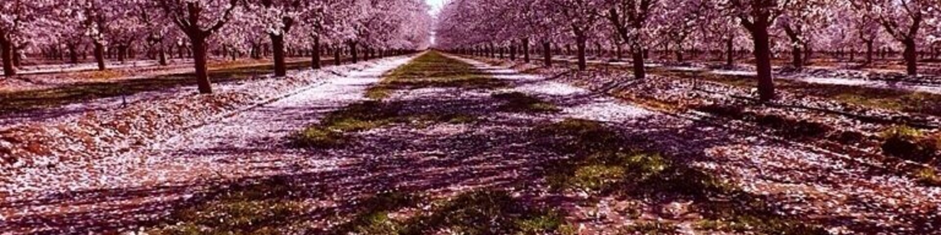 Almond orchards in full bloom