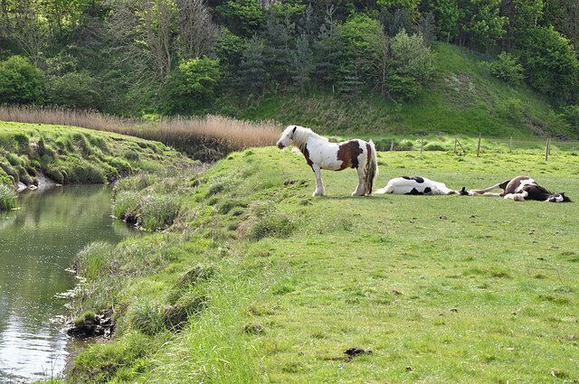 Horses beside the River Thaw