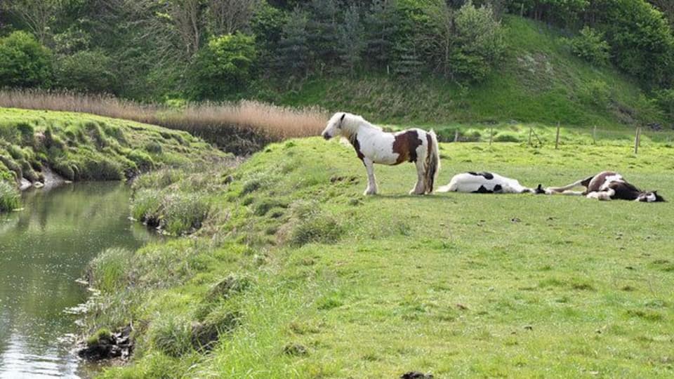 Horses beside the River Thaw