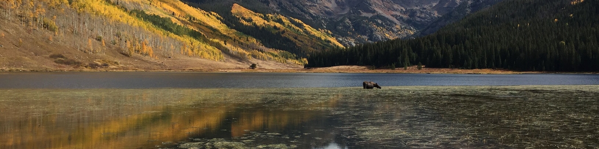 Moose in the lake! Gotta love Colorado.