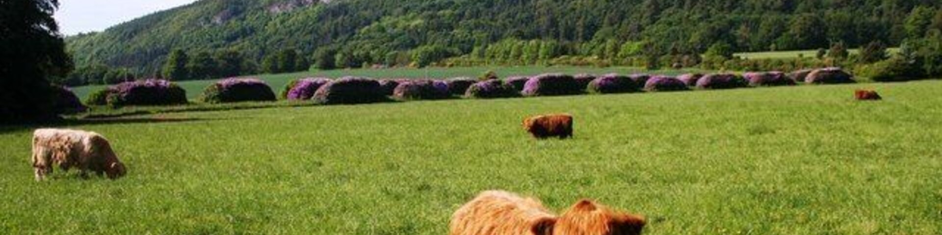 Moncreiffe Highlander Highland cattle with the drive to Moncreiffe House ,bordered by Rhododendrons, in the background.