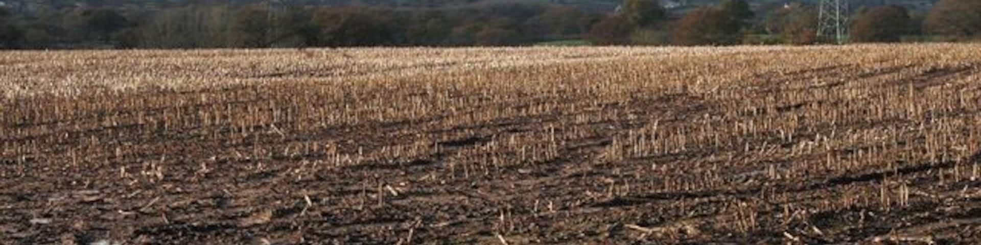 Willand: west towards Ash Thomas. Farmland near Bagster Farm and the Lloyd Maunder abattoir