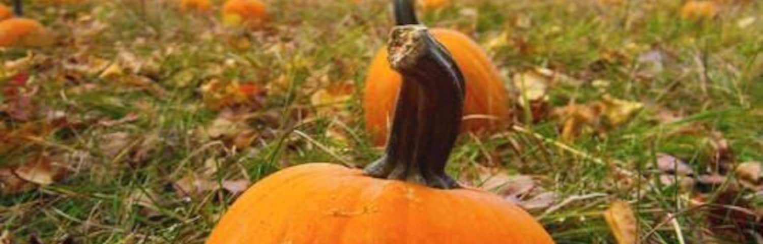 A short, old fashioned train ride near Thomaston, CT. Activities for kids, like this pumpkin patch.