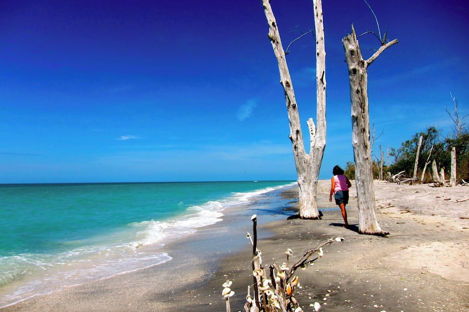 Uma praia com águas turquesa cristalinas, uma pessoa caminhando e árvores secas na areia.