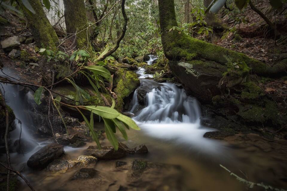 Um riacho em meio à floresta, com pedras cobertas de musgo e vegetação exuberante.