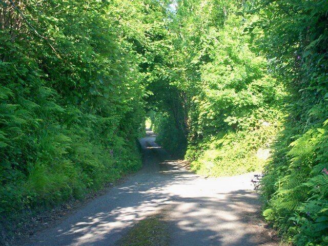 Um caminho estreito, ladeado por árvores e folhagem densa.