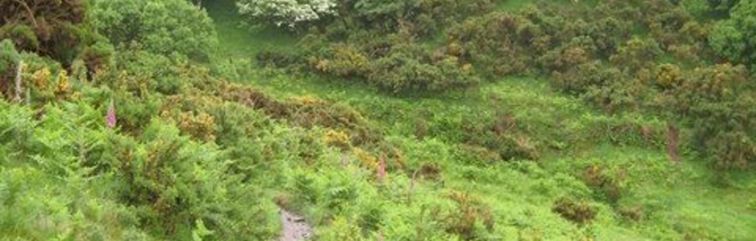 Uma trilha lamacenta serpenteando por uma paisagem verdejante e exuberante, com arbustos e árvores densas.