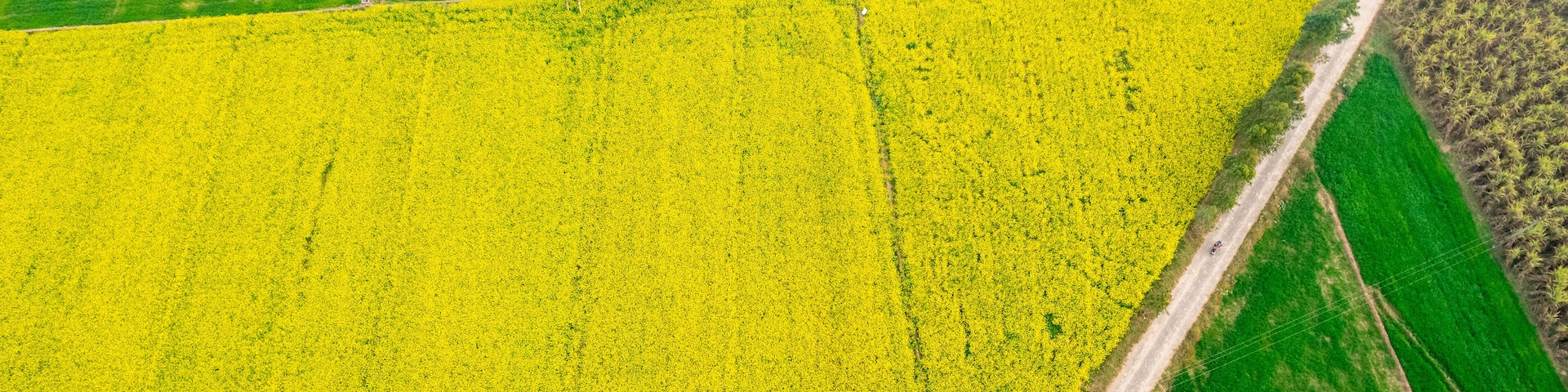 Vista aérea de um mosaico de campos, incluindo uma vasta área de plantações amarelas floridas, campos verdes e uma estrada de terra.