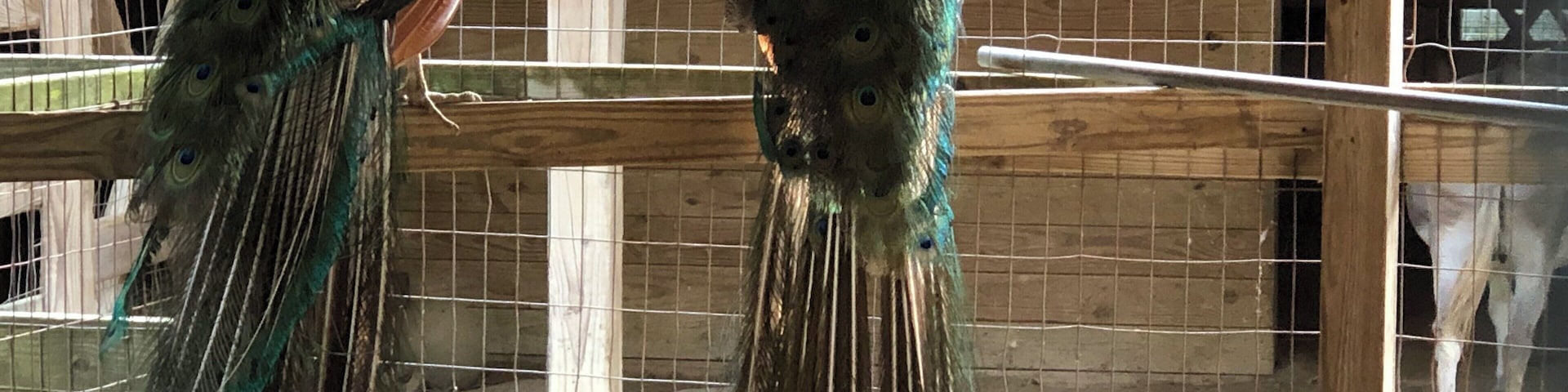 We spent 5 days at Scales lake. The campground was clean the sites fit our 32 ft RV and trailer comfortably. They have a water slide and beach for swimming at the lake. They have a petting zoo with several goats, donkeys, peacocks, chickens and a few other farm animals. There were two playgrounds and the bathhouse was clean and well kept. The rate with out sewer hookup was $18 a night Monday-Thursday and $24 a night Friday-Sunday.