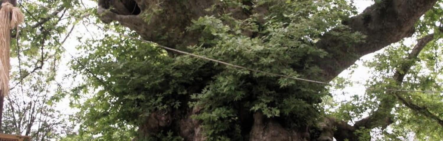 Taken at the Tree of Fertility in Krasi Village, Crete, Greece.
#Holiday #Crete #Greece #Krasi #Tree #Fertility