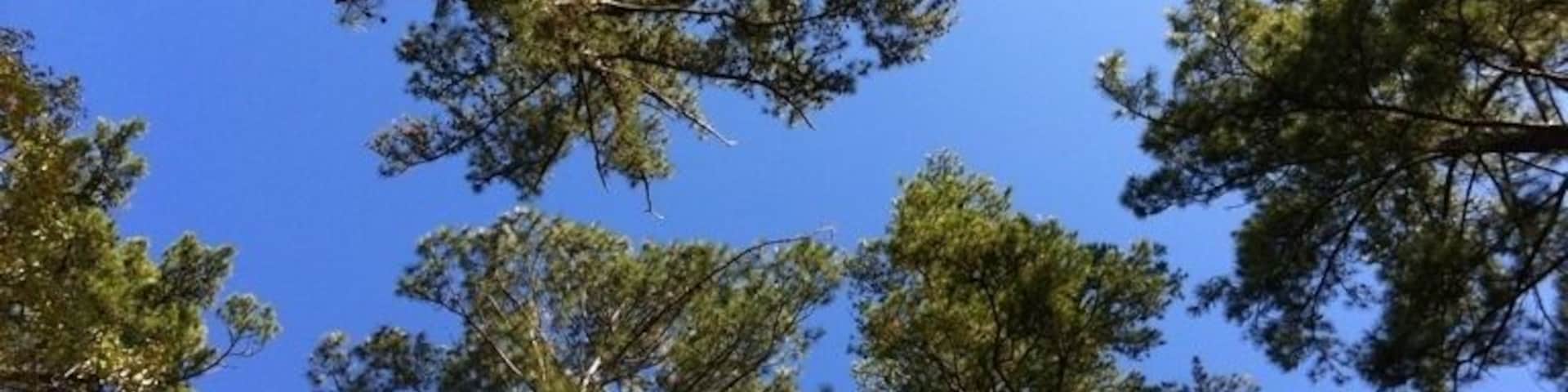 Beautiful pines swaying in the breeze