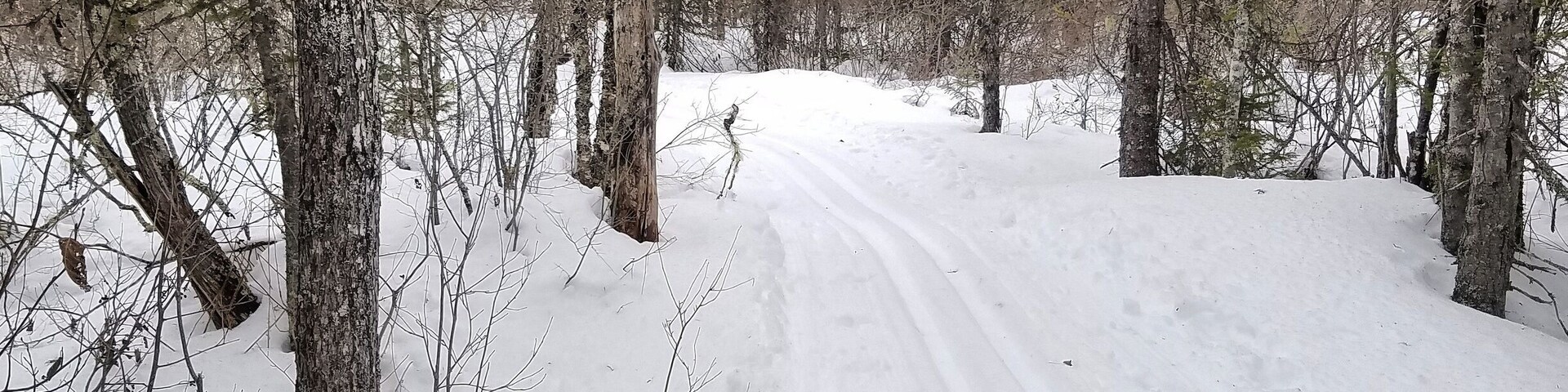 Great XC ski trails off of Forest Ave / Taylor Rd in Orono.