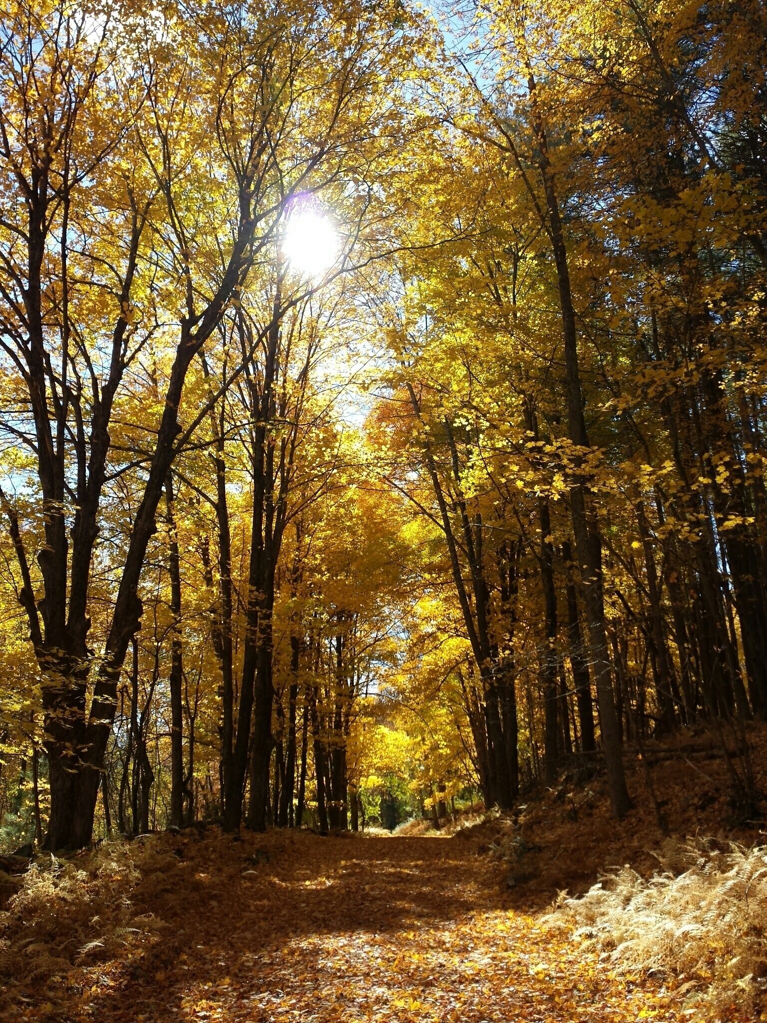 Amazing color along the trails at the Quabbin Reservoir. 