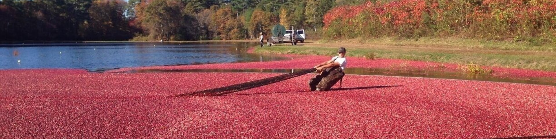Mayflower Cranberries is one of the few places where you can actually participate in the cranberry harvest!  For $50, you get to put on a pair of waders, grab a rake, and head into the bog.  The owners and workers are super friendly and knowledgeable and it's a very fun way to experience one of New England's fall traditions!
Read about my experience here: http://www.thecuriouszephyr.com/2014/01/hi-ho-cranberry-bog.html
