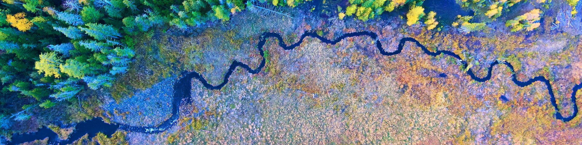 Vista aérea de um rio serpenteando por uma floresta com vegetação densa e uma mistura de árvores verdes e amarelas.