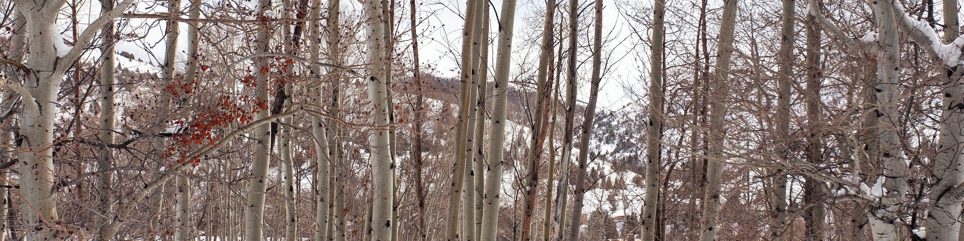 It's amazing how color brings life to a scene. I was drawn to this  shot by the pop of red the leaves brought. It was as if Autumn was fighting for a voice  as Winter took over. The white Aspens and freshly fallen snow made for such a crisp and calming scene. Even now I'm still intrigued by how you can find color in the most unlikely of places.
#aspentrees #snowfields #snowscape #lastdaysofautumn #rurallifestyle #rurallandscape #roadsidephotography #utahtravels #ruralamerica #exploringutah #kamasutah #beavercreek #colorinwinter #winterlife #whitewinter #winterwonderland #wonderingphotographers #contrastingcolors #redleaves #photographylifestyle #roadtriplife #countyliving #thrivingchristianartists #lonecoyotestudio #nealdodson