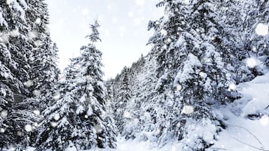 Uma floresta coberta de neve com árvores coníferas altas.