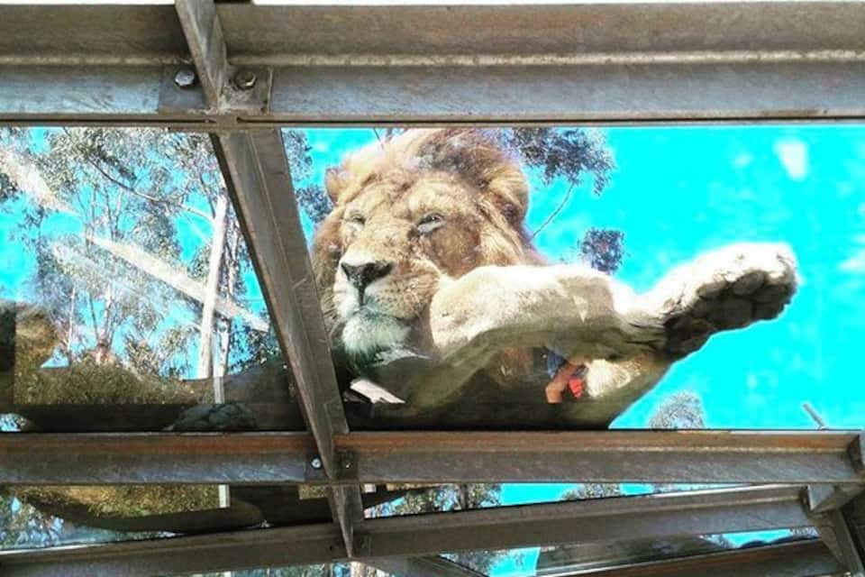 Um leão descansando sobre uma estrutura metálica, com árvores ao fundo.