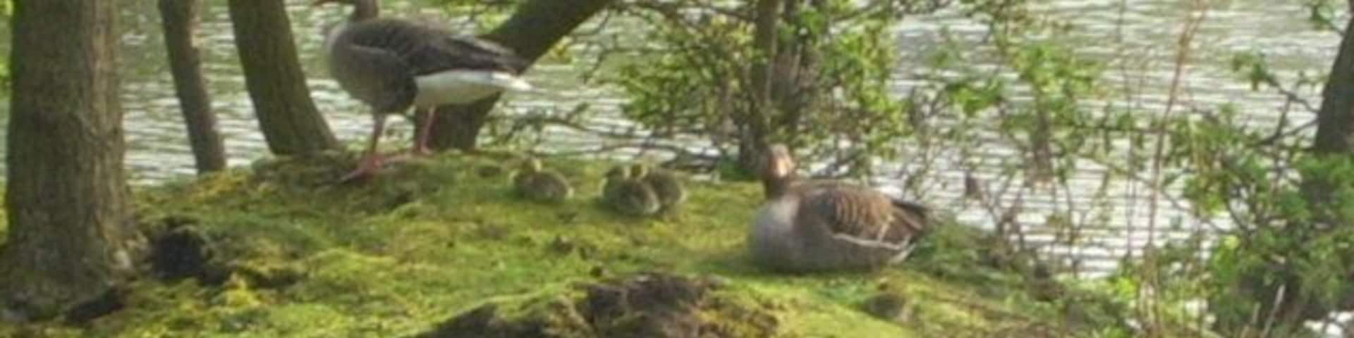 Grey Lag Geese,Brasside pond