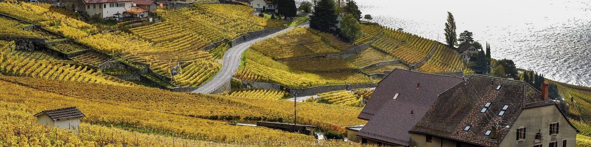Lavaux vineyards in autumn. Easy access by train