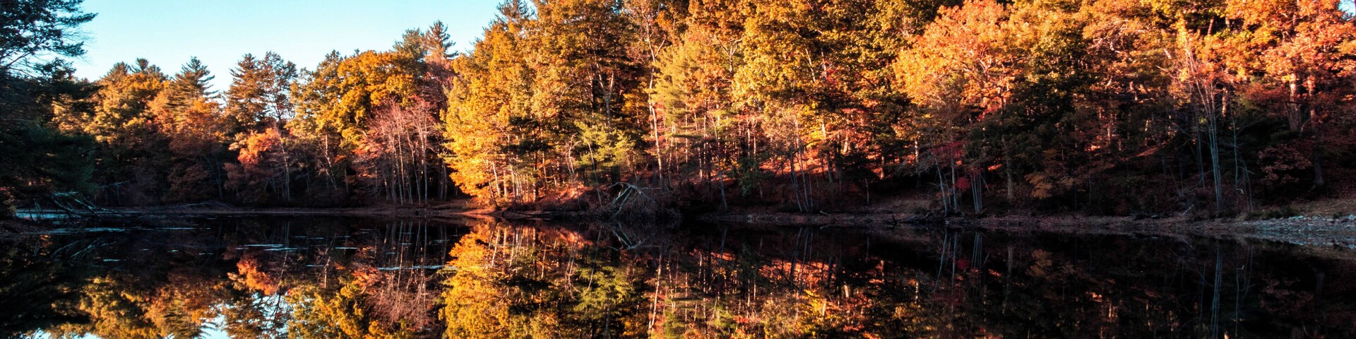 Just past peak with autumn colors in Ballard State Forest in Derry NH.