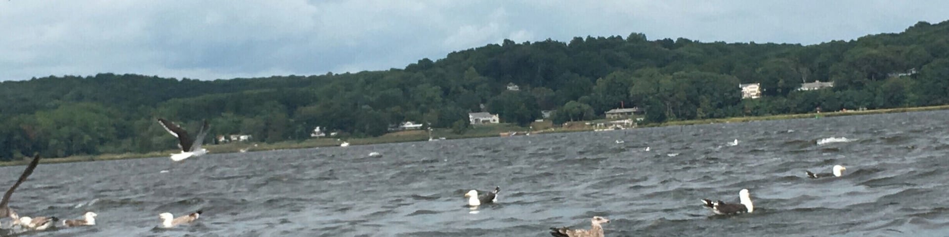 While crabbing & fishing on a boat, a flock of seagulls came to join in on the fun. #EndlessSummer