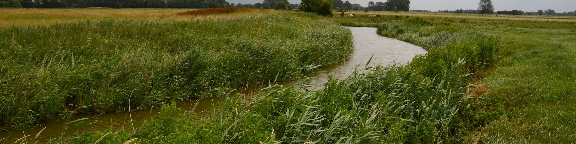 Mündungslauf der Großen Räthe in die Krautsander Binnenelbe auf Krautsand