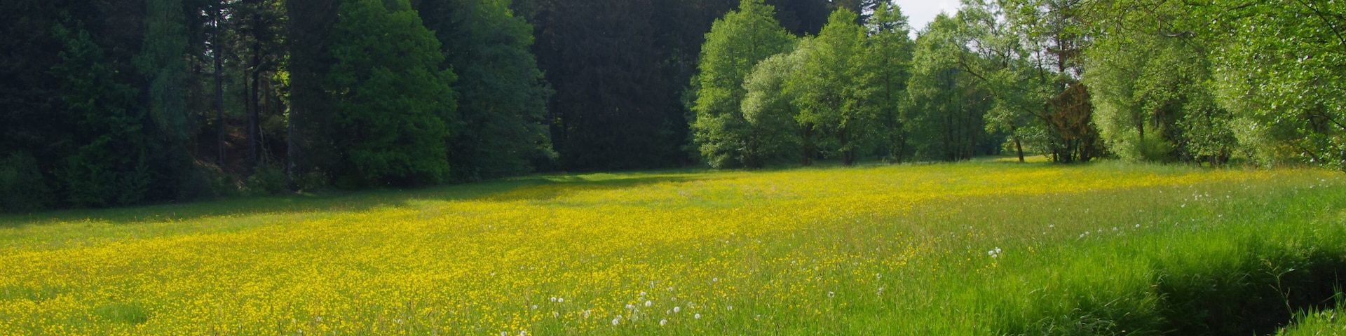 NSG Wiesentäler bei der Menzlesmühle, Schwarze Rot