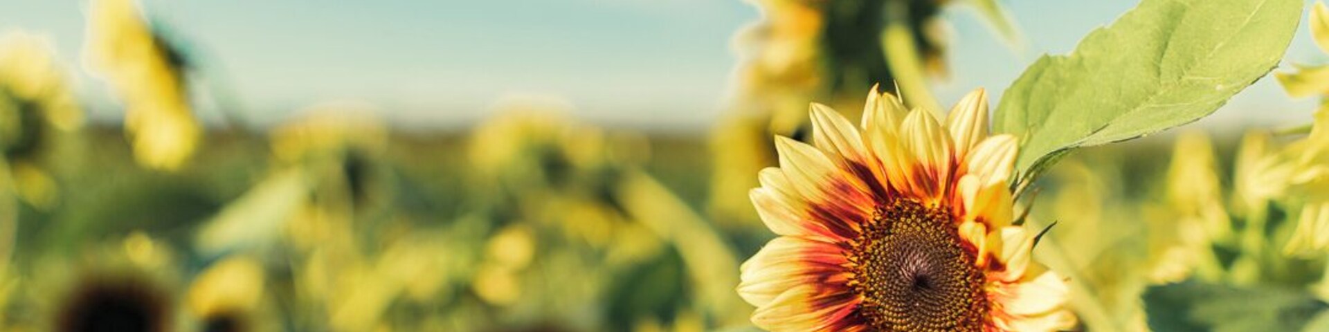 Minutes away from Buffalo-NY , easy to get and amazing field! It was worth it! #sunflowers