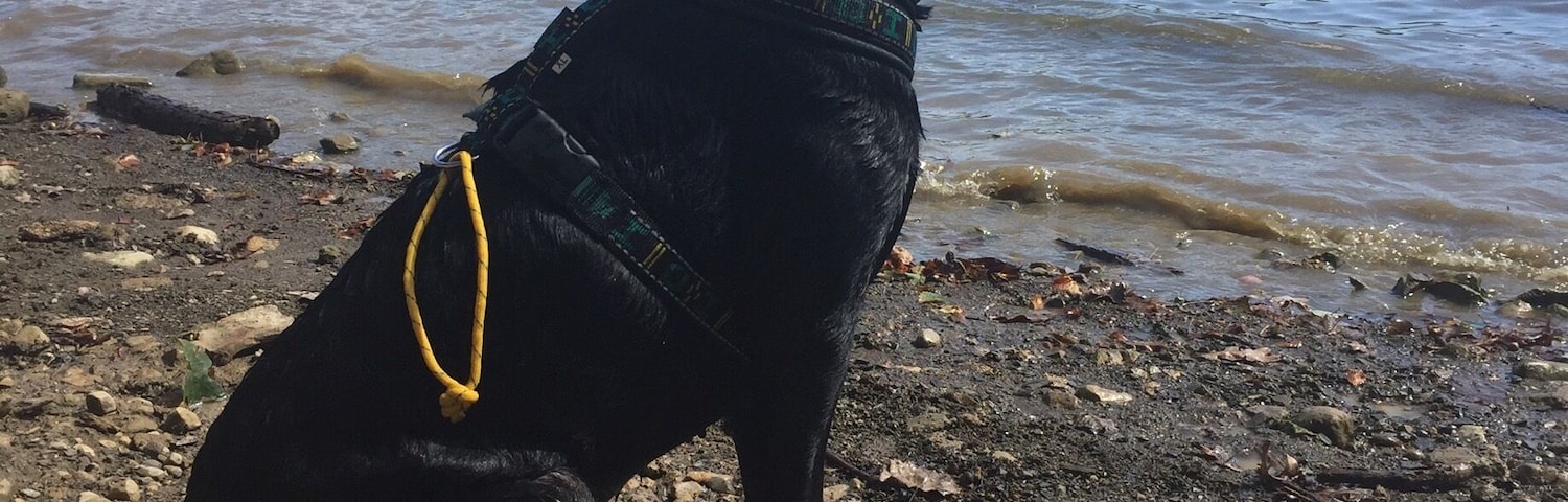 The start of BigFoot trail at Delaware State Park