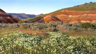 Um campo de flores brancas com colinas vermelhas e laranja ao fundo.