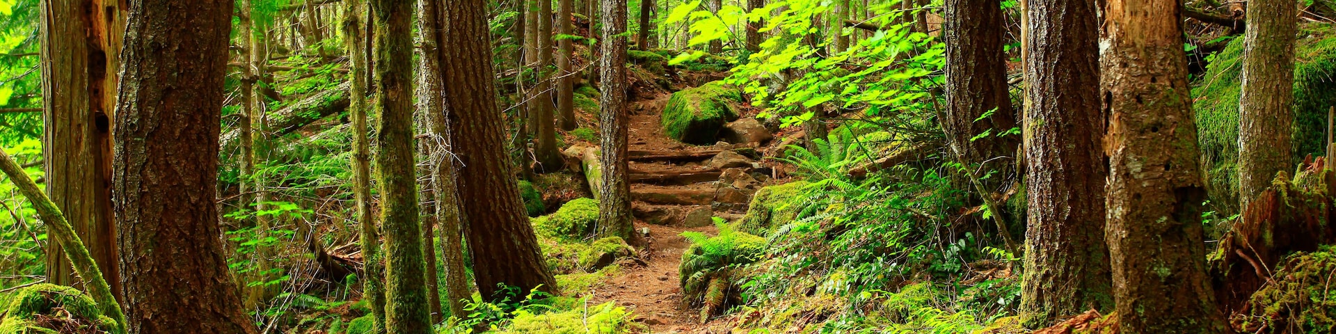 Uma trilha na floresta com pedras cobertas de musgo e folhagem verde densa.