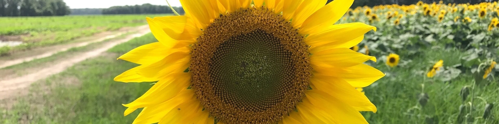 Somewhere in rural South Carolina off a back road to my hometown. Saw the sunflower field and had to stop.