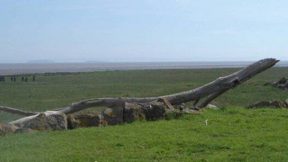 Driftwood Monster rising from the wetland The size of some of the debris in the area gives an idea of the strength of the spring tides.