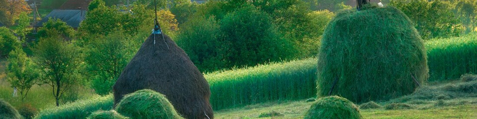 Breb, Maramures County is famed for its farms and wooden church. #green
I spent month in this village, read more: http://www.alwayswanderlust.com/a-month-in-breb-maramures-romania/