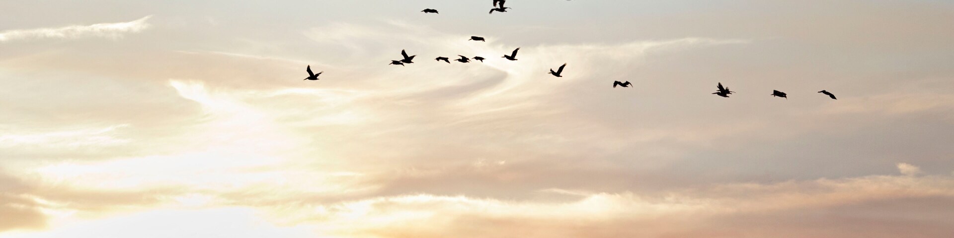Um bando de pássaros voando em um céu ao pôr do sol com nuvens.
