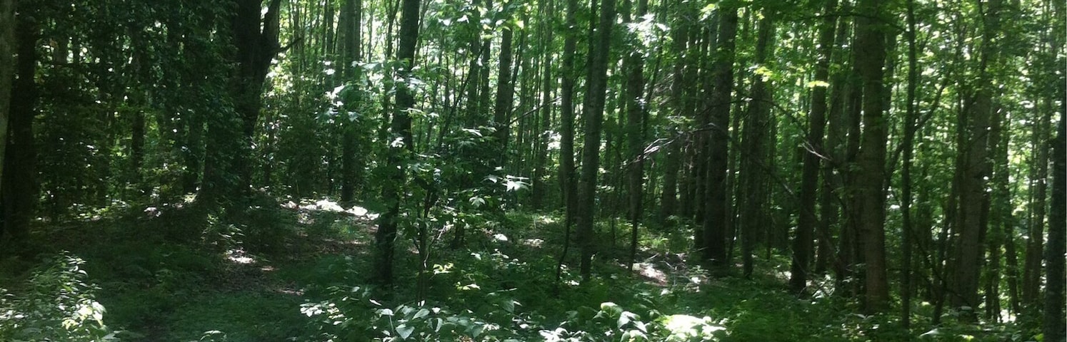 This is part of The Creeper Trail. Awesome bike ride!