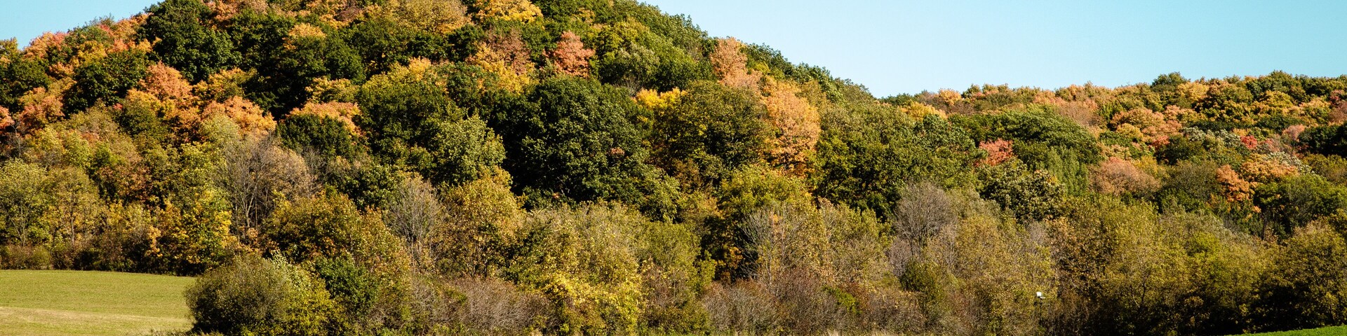 Um campo verde com uma colina coberta por árvores de cores outonais.
