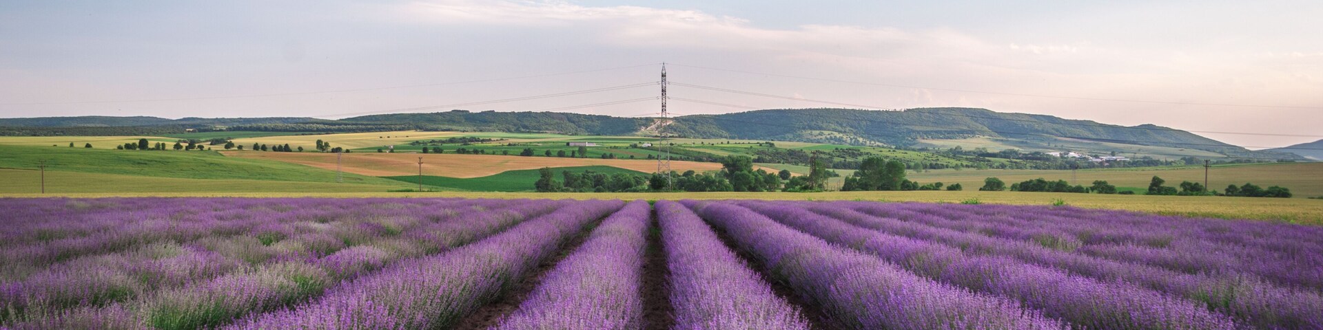 Never-ending purple dreams!