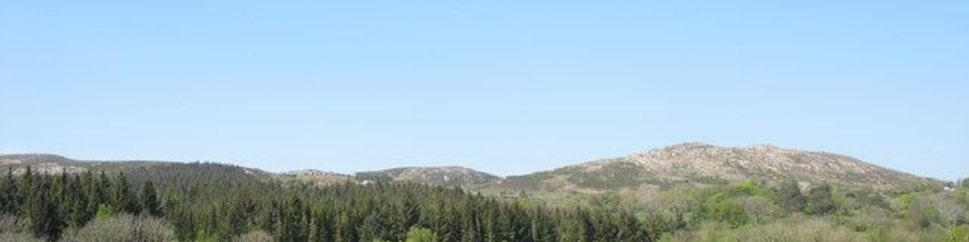 The Bodafon Forest from the eastern slopes of the Llugwy valley