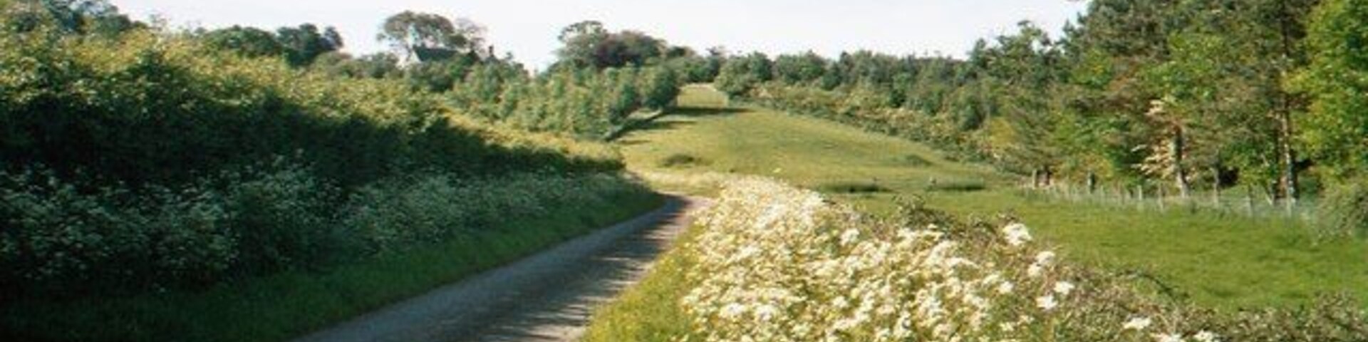 Uma estrada rural ladeada por campos de flores brancas e colinas verdes sob um céu claro.
