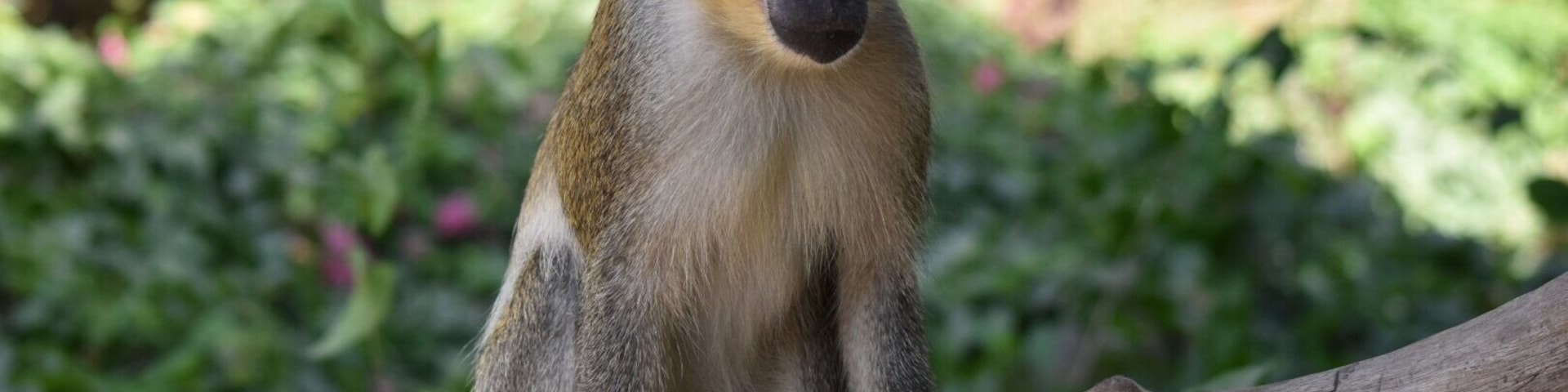 Had a lovely walk on a guided tour through the  forest... birds and monkeys 🐒