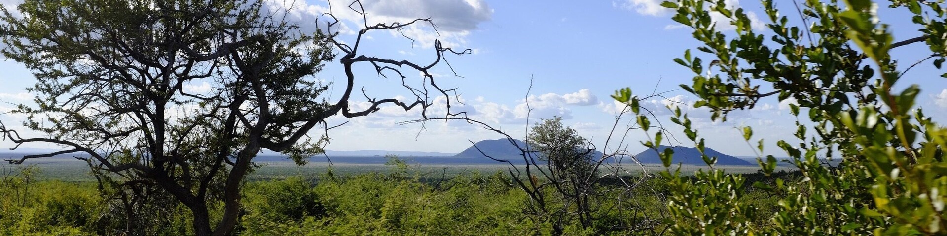 Paisagem com uma árvore imponente, vegetação verde densa e montanhas ao longe sob um céu parcialmente nublado.