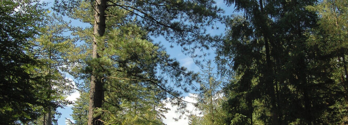 Uma trilha arborizada com árvores altas e samambaias.