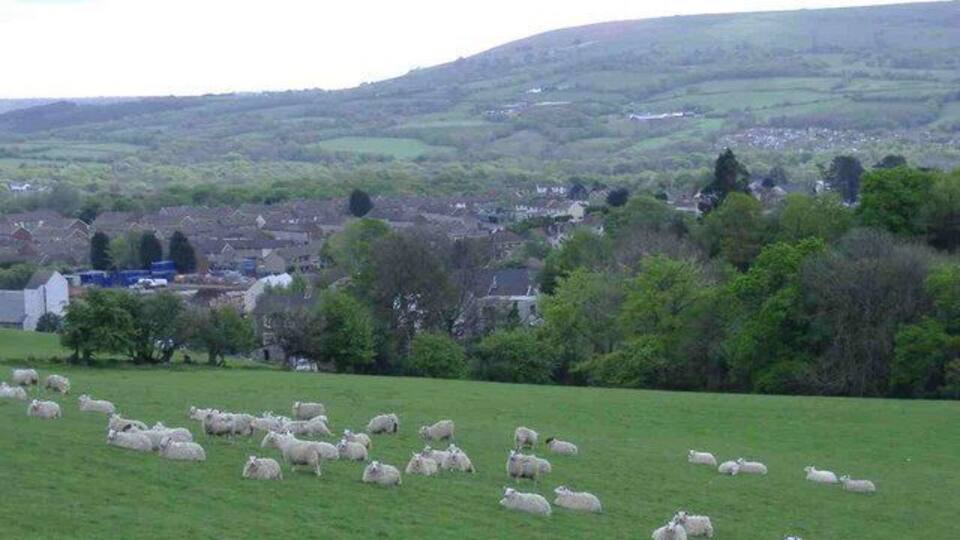 Sheep, above Church Village