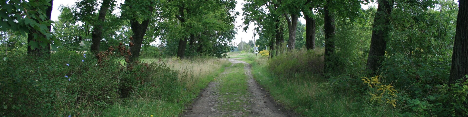 Nördlicher Abschnitt der Gutsallee vom ehemaligen Rittergut Bomsdorf zum ehemaligen Bahnhof Bomsdorf