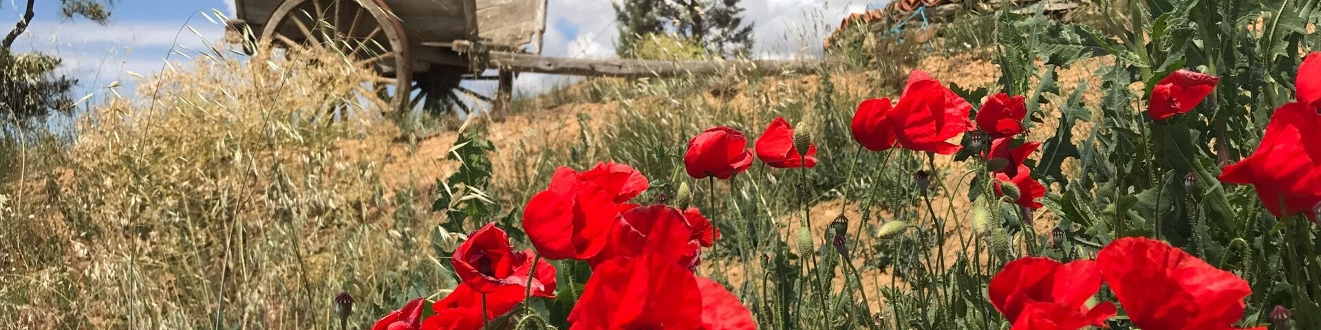 The Camino in Spain
A iphoneable Photo