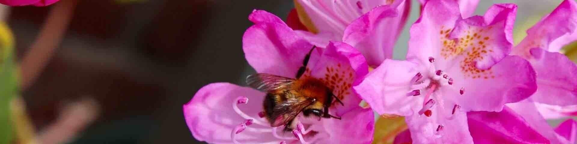 Bee on a pink flower #pinkflowers #bee