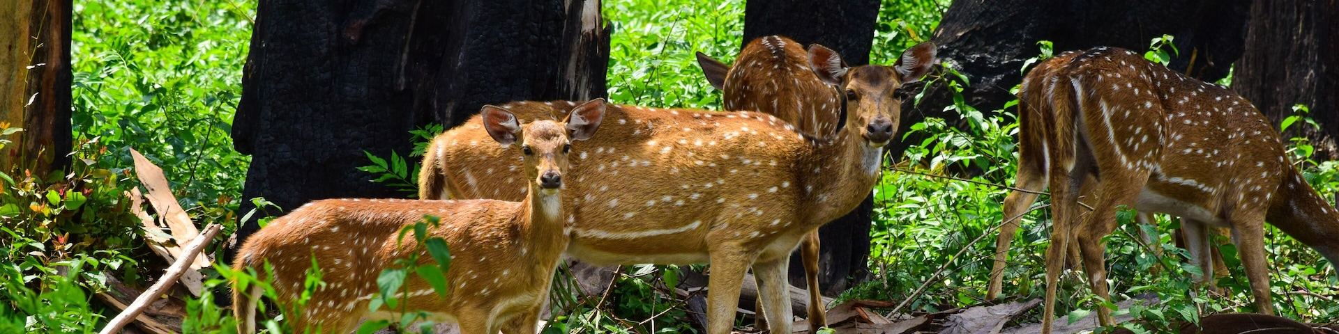 Um grupo de veados em uma floresta verde exuberante, com árvores altas e folhagem densa.